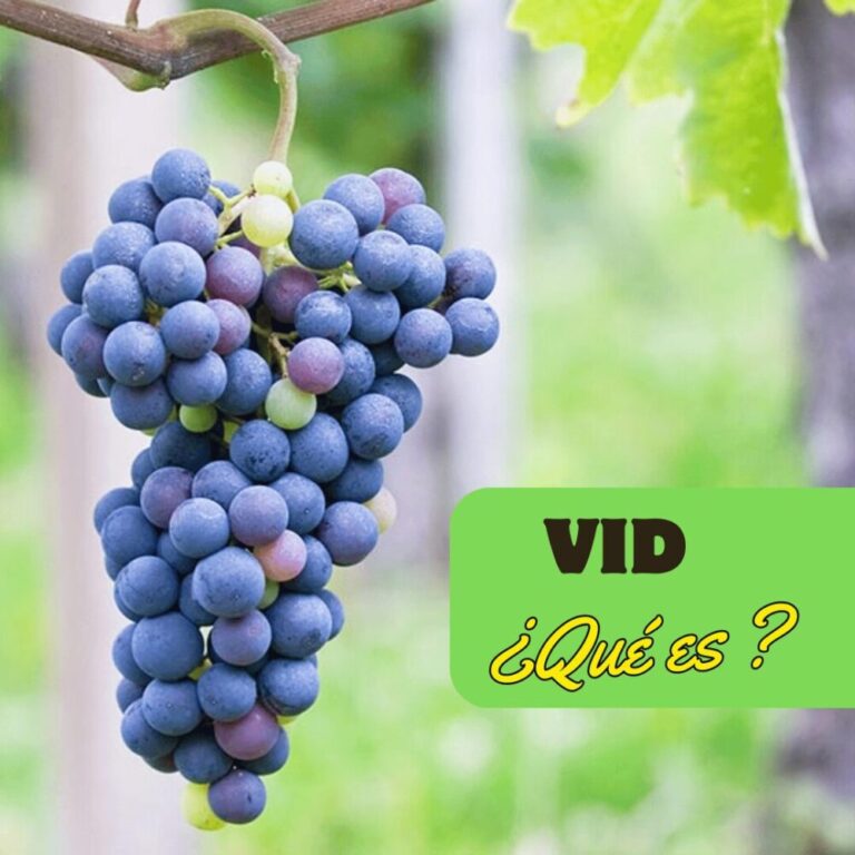 Vid: qué es, tipos y cuidados Jardinería Básica